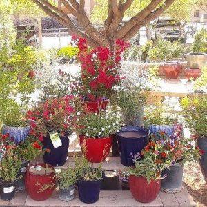 Container Garden - Rillito Nursery and Garden Center