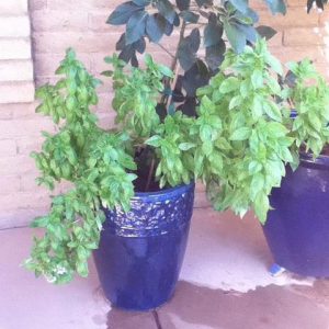 Container Garden - Rillito Nursery and Garden Center