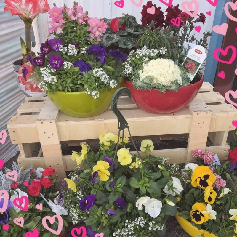 Container Garden - Rillito Nursery and Garden Center