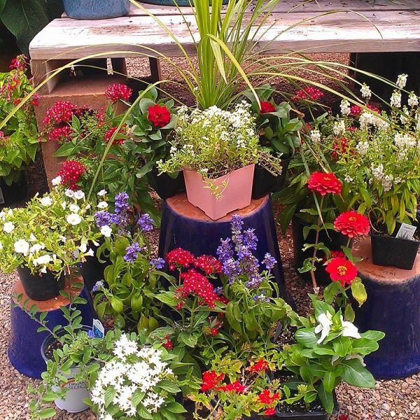 Container Garden - Rillito Nursery and Garden Center
