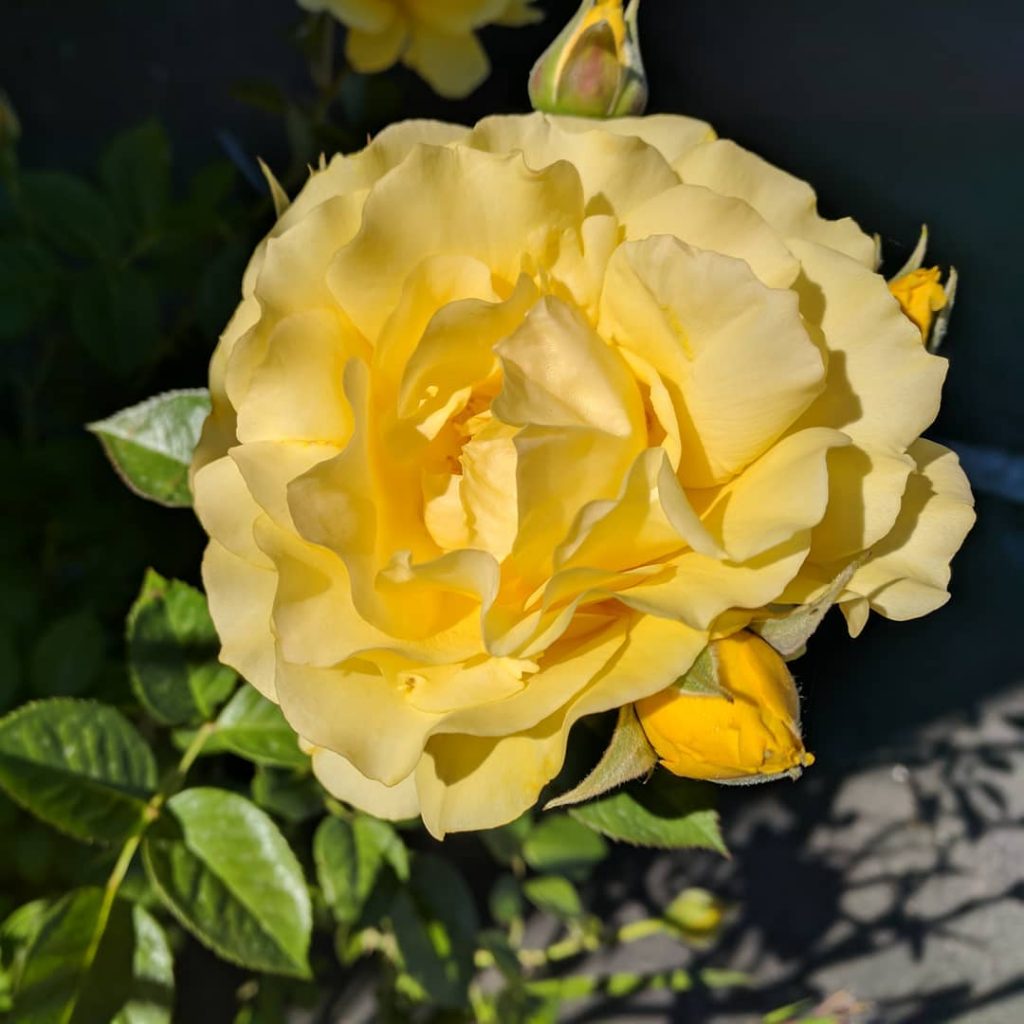 Flower Garden - Rillito Nursery and Garden Center