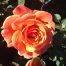 Rose Garden - Rillito Nursery and Garden Center