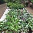 Vegetable & Herbs - Rillito Nursery and Garden Center