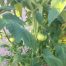 Vegetable & Herbs - Rillito Nursery and Garden Center