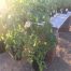 Vegetable & Herbs - Rillito Nursery and Garden Center