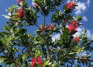 Gallery - Rillito Nursery and Garden Center