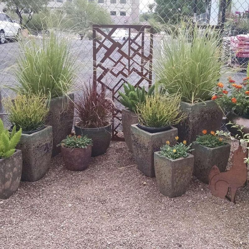 Trees & Shrubs - Rillito Nursery and Garden Center