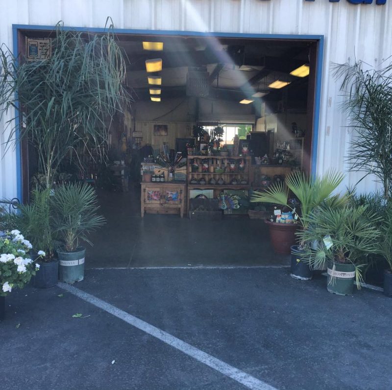 Trees & Shrubs - Rillito Nursery and Garden Center