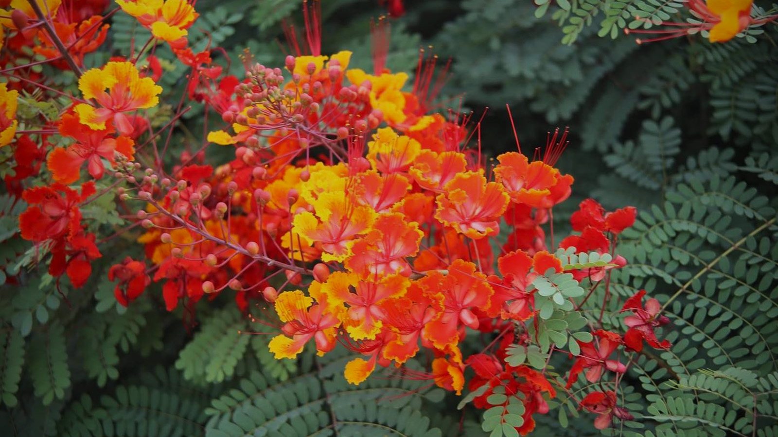 Rillito Nursery and Garden Center - Tucson, AZ - Trees, Plants, Supplies