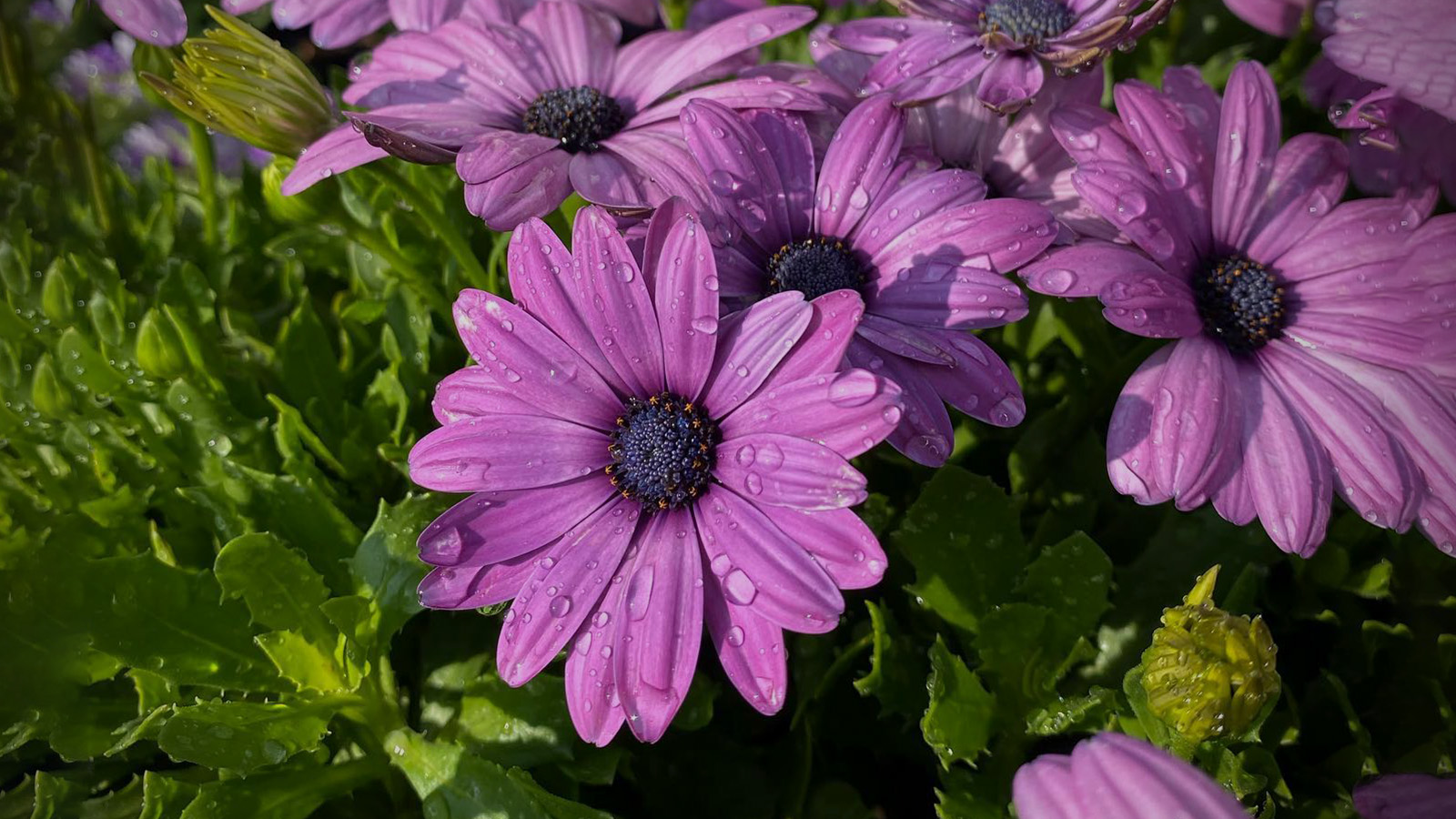 Rillito Nursery and Garden Center - Tucson, AZ - Trees, Plants, Supplies